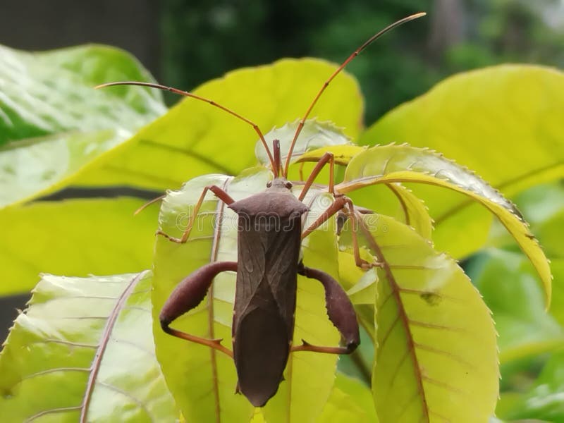 The Giant Leaf Footed Bug stock image. Image of southern - 278899575