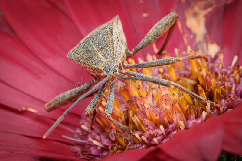 Giant Leaf Footed Bug on a Flower Stock Photo - Image of creature ...