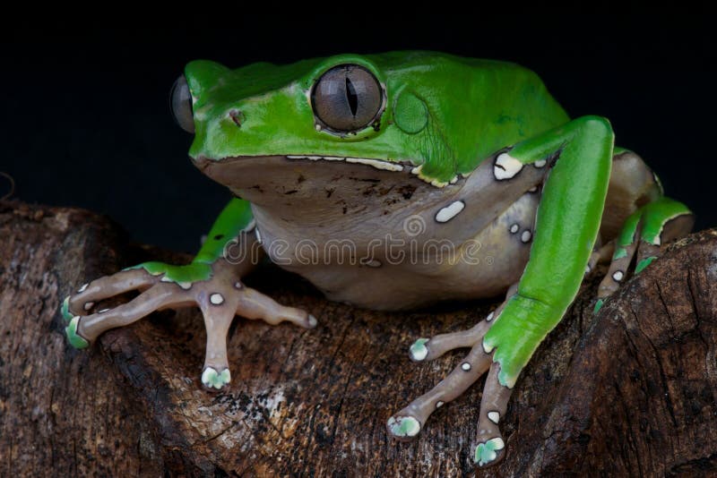 Giant leaf frog stock photo. Image of venomous, phyllomedusa - 15215512