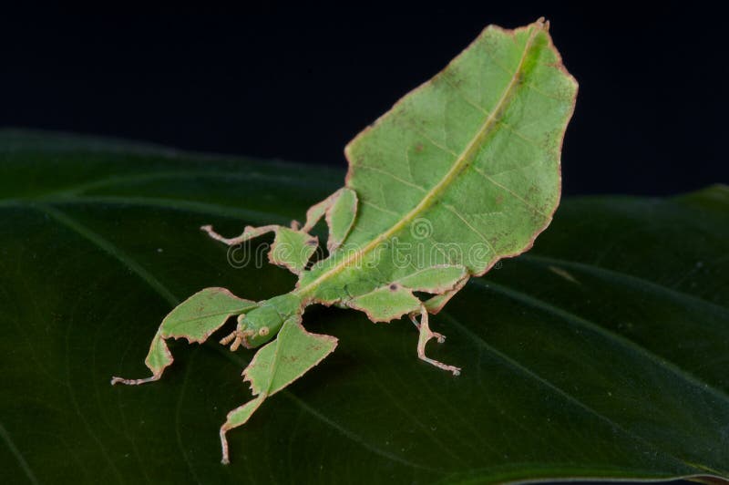 Giant leaf insect stock image. Image of stick, wildlife - 16037551