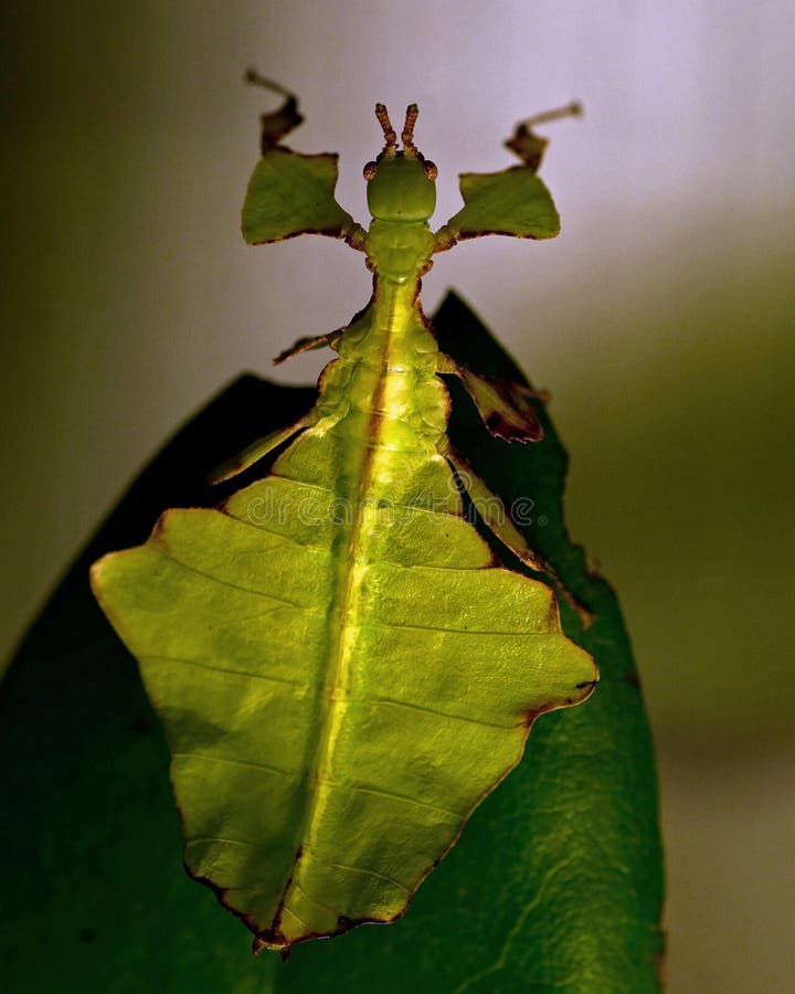 Giant Leaf Insect, Phyllium Giganteum Juvenil Stock Image - Image of ...