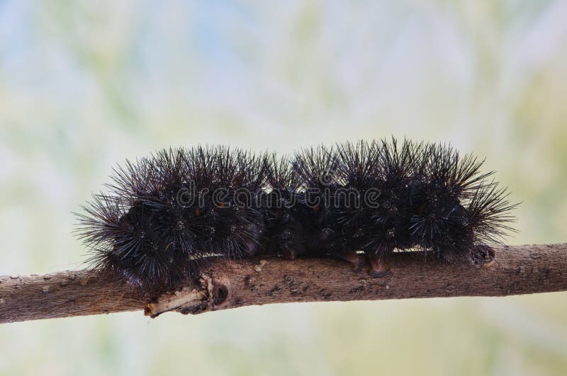 Giant Leopard Moth Caterpillar Hypercompe Scribonia Insect on Plant ...