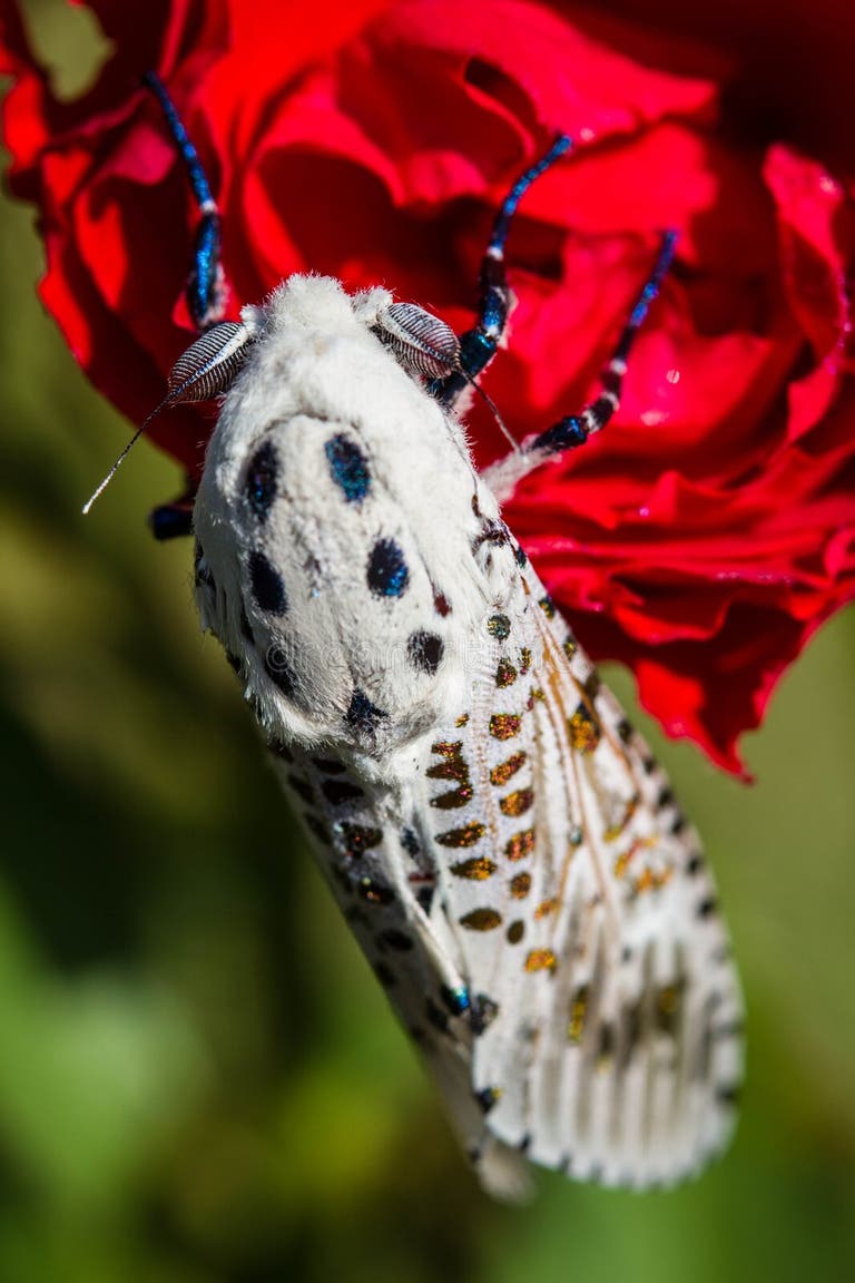 363 Leopard Moth Stock Photos - Free & Royalty-Free Stock Photos from ...