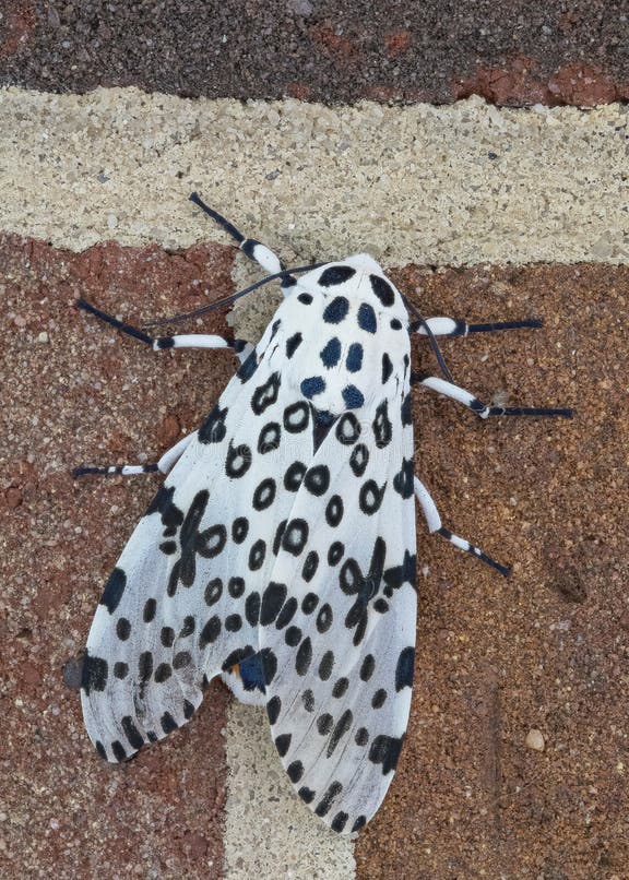 Giant Leopard Moth I stock image. Image of july, dull - 97915289