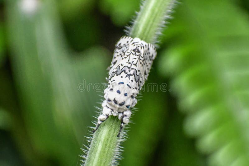 Giant leopard moth Insects stock image. Image of family - 251955211