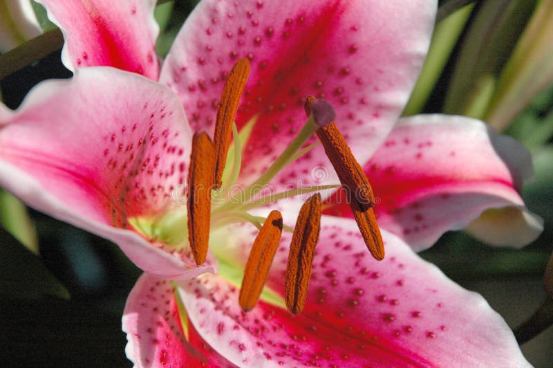 Giant Lilly stock photo. Image of coloured, plants, lilly - 45166