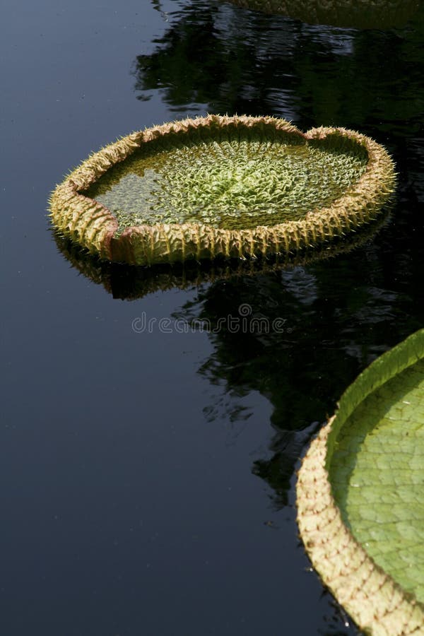 Giant Lily Pads stock photo. Image of garden, foliage - 4349378