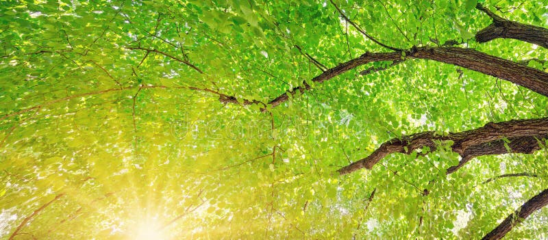 Giant Linden Tree S Branches with Fresh Young Foliage. Stock Image ...