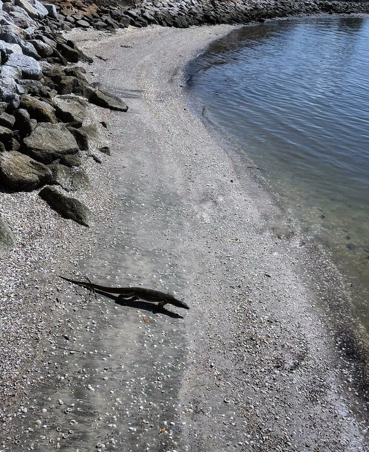 Giant lizard on the beach stock photo. Image of white - 237782190