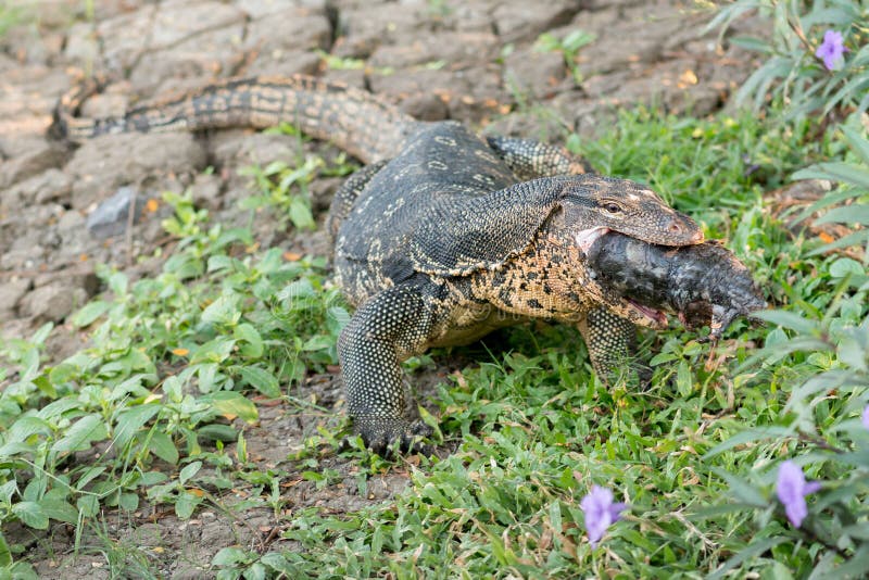Giant Lizard Close Up Thailand Stock Image - Image of carnivore, dragon ...