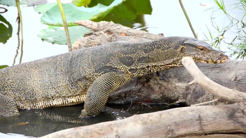 Giant Lizard is Crawling Up and Scratch it S Chin Stock Footage - Video ...