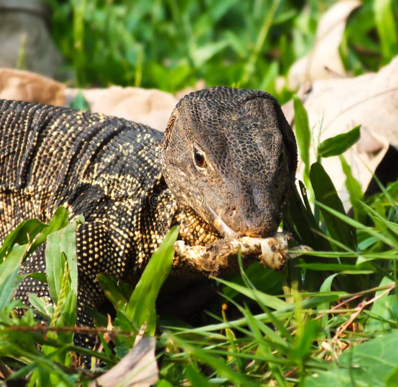 Giant Lizard Digging for an Egg Stock Photo - Image of reptilian ...