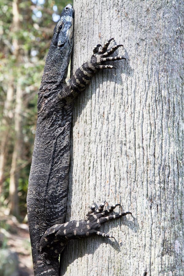 Giant lizard on a tree stock image. Image of agile, high - 15492461
