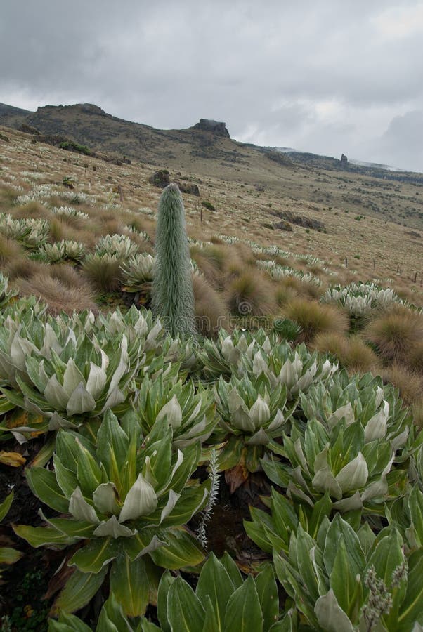 Giant Lobelia Plants, Lobelia Rhynchopetalum, in the Simien Mountains ...