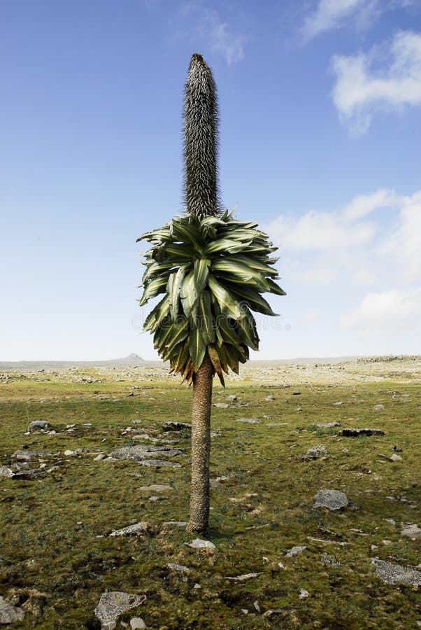 Giant Lobelia (Lobelia Deckenii) Stock Image - Image of countryside ...