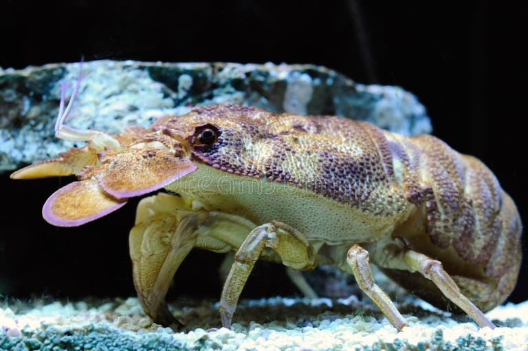 2,091 Giant Lobster Stutue Stock Photos - Free & Royalty-Free Stock ...