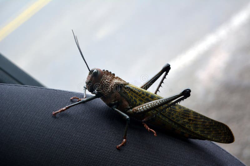 Giant Locust in Tamarindo Costa Rica Stock Photo - Image of natural ...