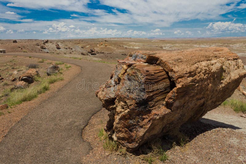 190 Giant Petrified Stock Photos - Free & Royalty-Free Stock Photos ...