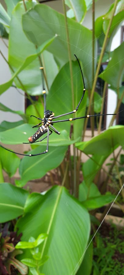 Giant Long Leg Black Spider Stock Photo - Image of animal, leaf: 213931312