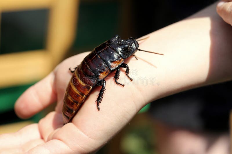 Hissing cockroach in hand stock image. Image of male, madagascar - 6814759