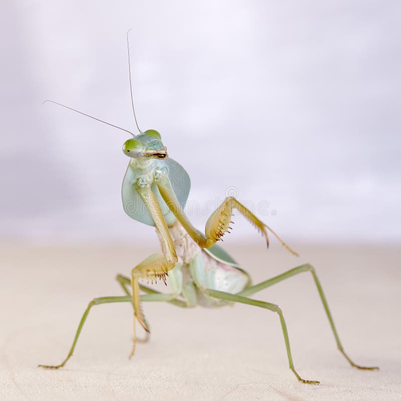 Giant Malaysian Shield Praying Mantis Rhombodera Basalis Resting on a ...