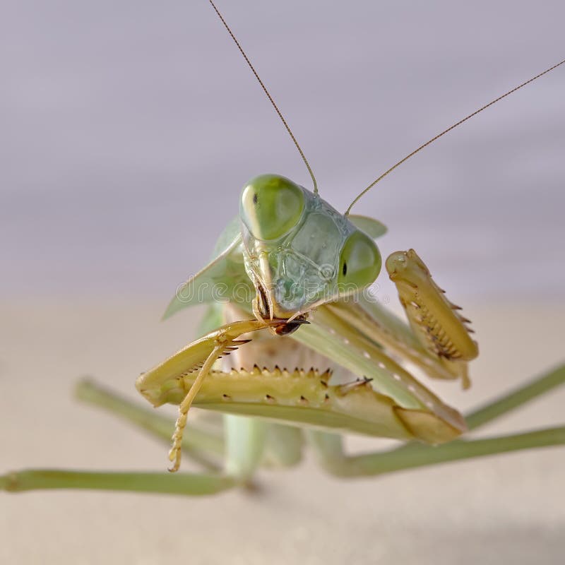 Giant Malaysian Shield Mantis