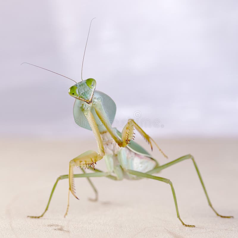 Giant Malaysian Shield Praying Mantis Rhombodera Basalis Resting On A ...