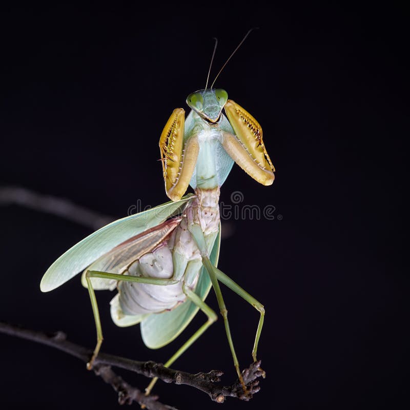 Female Praying Mantis, Rhombodera Basalis Stock Image - Image of nature ...