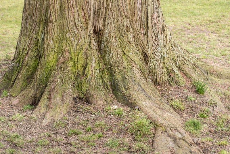 Mammoth Tree, Giant Redwood, Sequoia, Seauoioidae, Tree in the Public ...