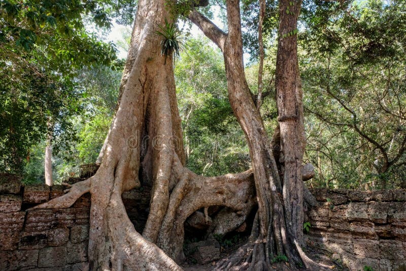 Giant Mangled Roots of a Banyan Tree, or Walking Ficus, in a Southeast ...