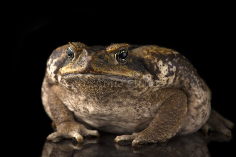 Giant Marine Cane Toad Isolated on White Background Stock Image - Image ...