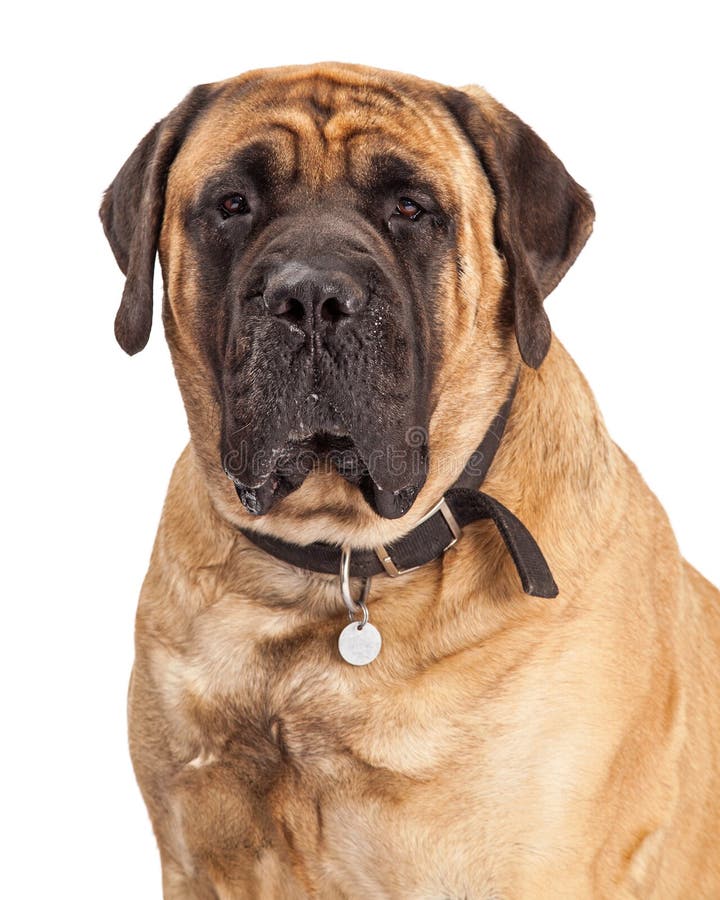 Giant Mastiff Dog Close Up stock photo. Image of studio - 50359632