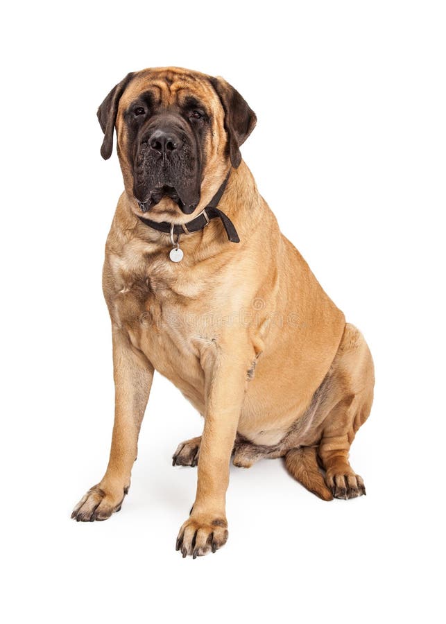 Giant Mastiff Dog Sitting stock image. Image of large - 50359737
