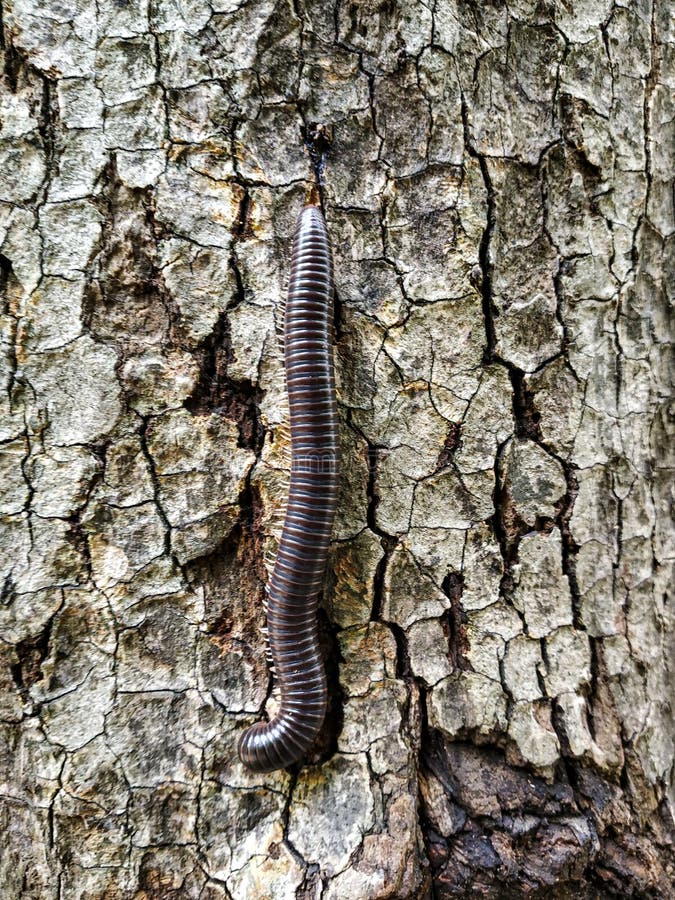 Giant Millipede on a Tree Bark, Zanzibar, Tanzania Stock Photo - Image ...