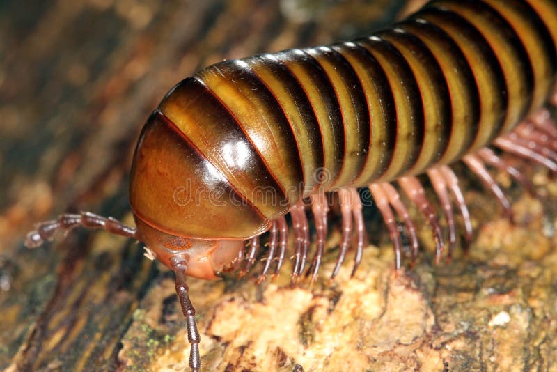 Giant Millipede stock image. Image of diplopoda, giantcentipede - 26968149