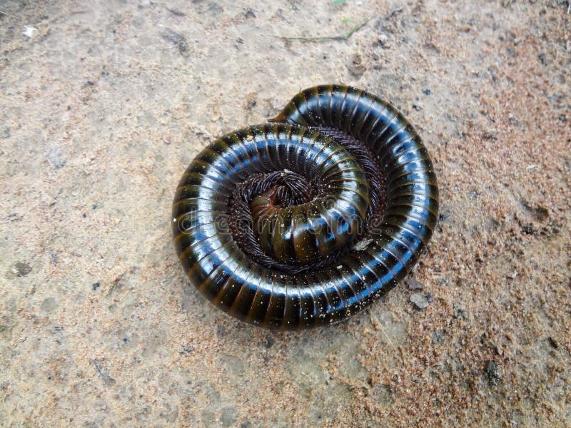 Spiral/coiled Brown Millipede Stock Image - Image of macro, narceus ...