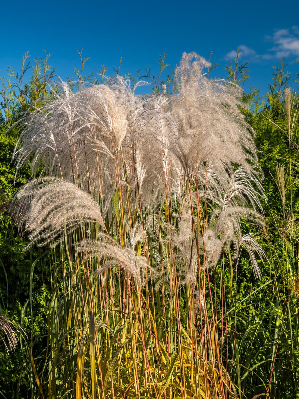 Giant Miscanthus Grass Stock Photos - Free & Royalty-Free Stock Photos ...