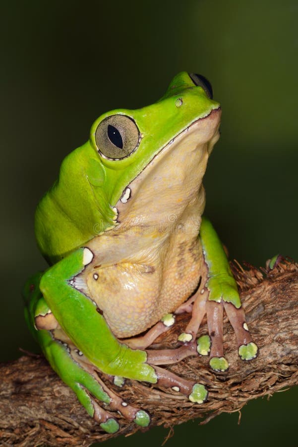 Giant Frog stock image. Image of green, wildlife, nature - 17726483