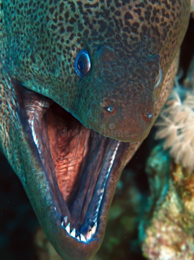 Collection of Moray Eel Face To Face Photos - Dreamstime ID:7995