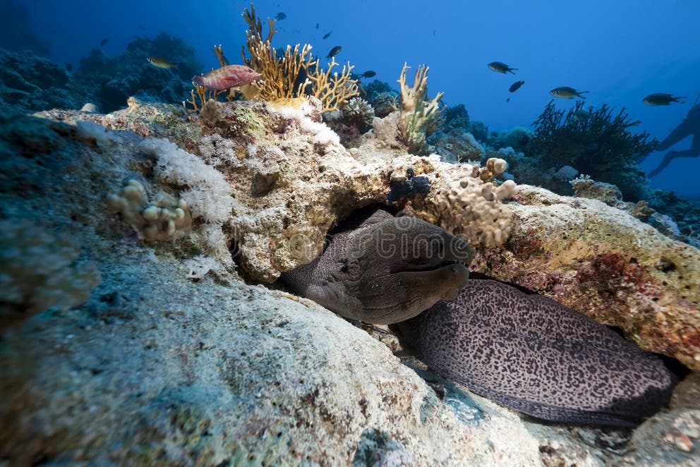 Giant moray stock image. Image of animal, hard, fish - 11437603