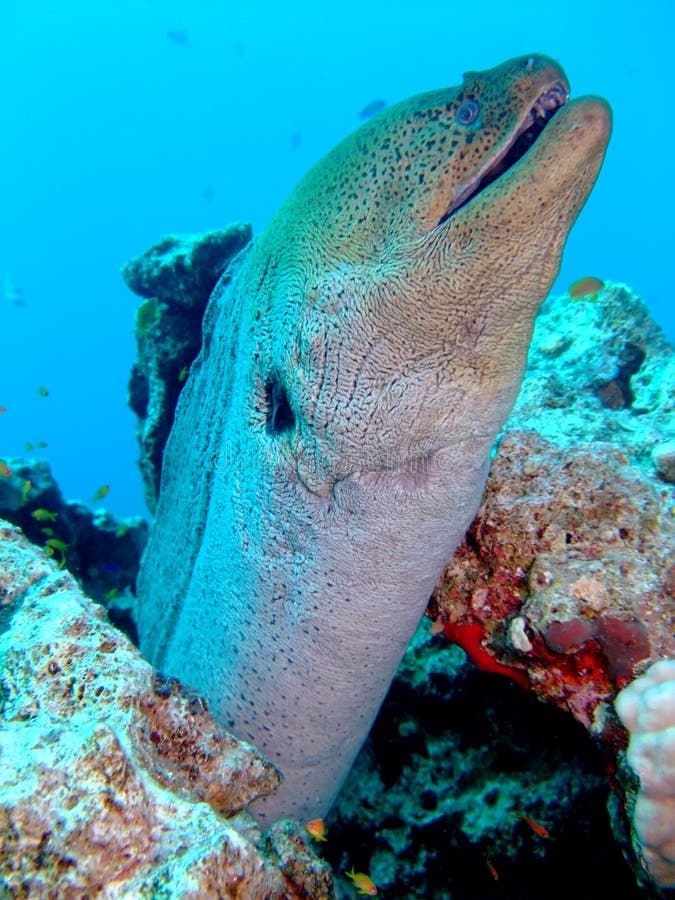 Giant moray stock image. Image of coral, fish, gymnothorax - 13385789
