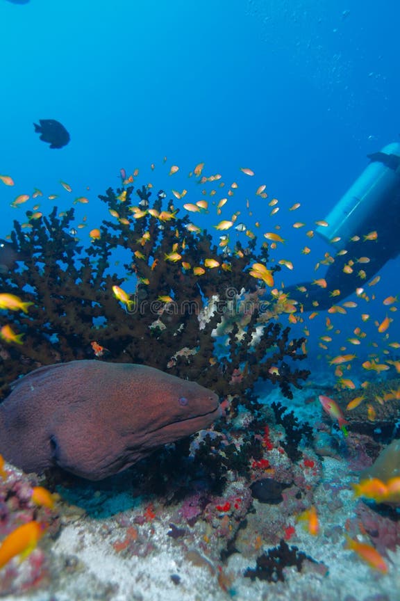 The giant moray stock image. Image of coral, maldives - 19588001