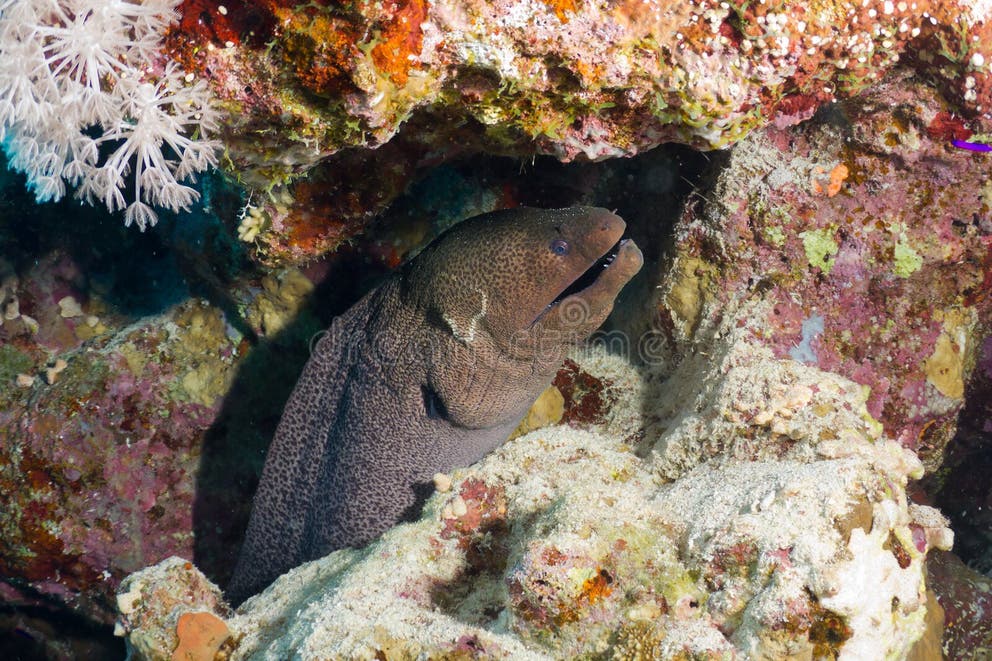 Giant moray stock image. Image of animall, sealife, blue - 21890399