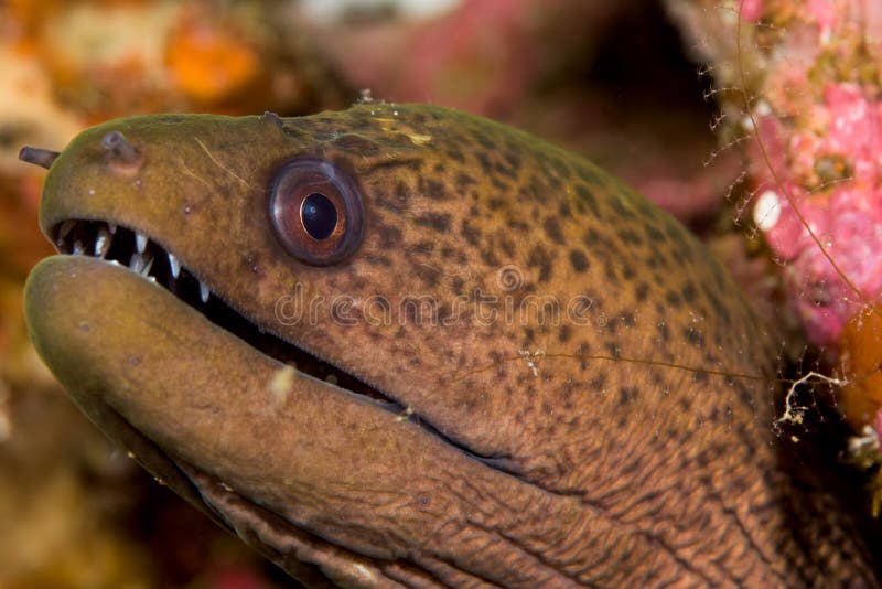 Giant moray stock photo. Image of javanicus, elopomorpha - 220904758