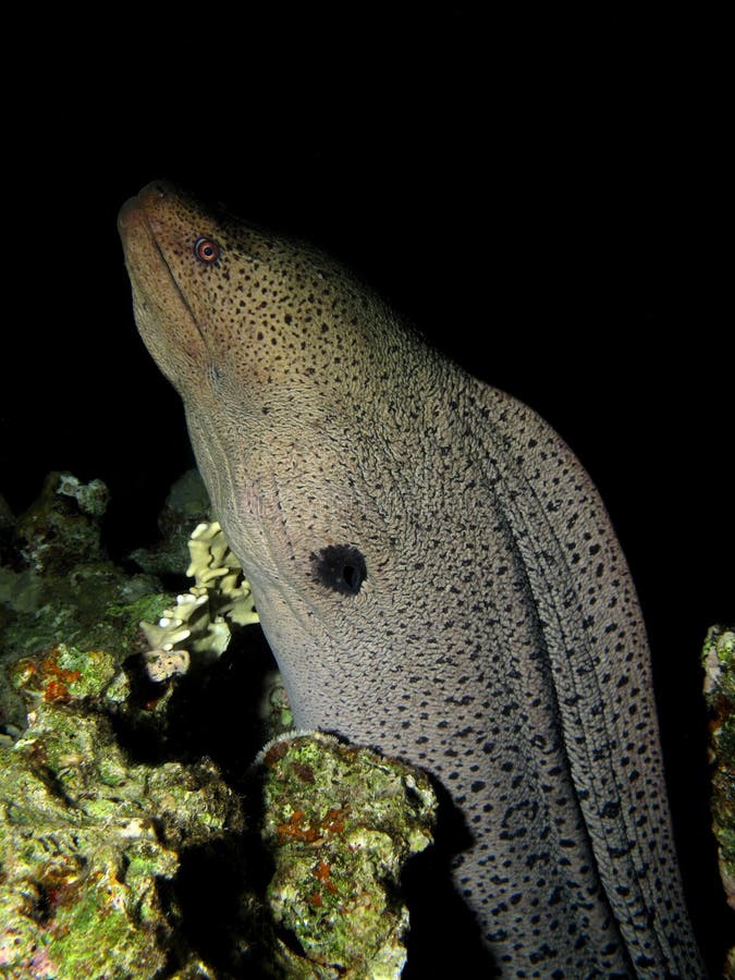 Giant moray stock photo. Image of huge, gymnothorax, moray - 22253162