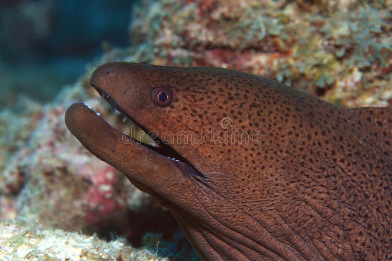 Giant moray stock image. Image of risk, monster, javanicus - 29034015