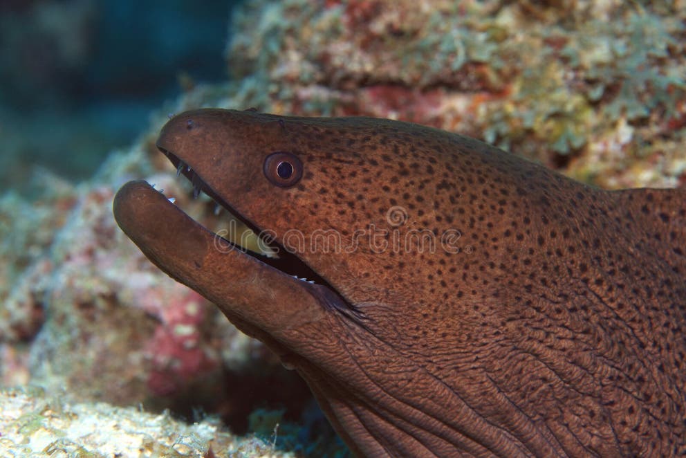 Giant moray stock image. Image of risk, monster, javanicus - 29034015
