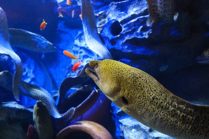 A Giant Moray Eel Fish is Hunting in the Aquarium Stock Image - Image ...
