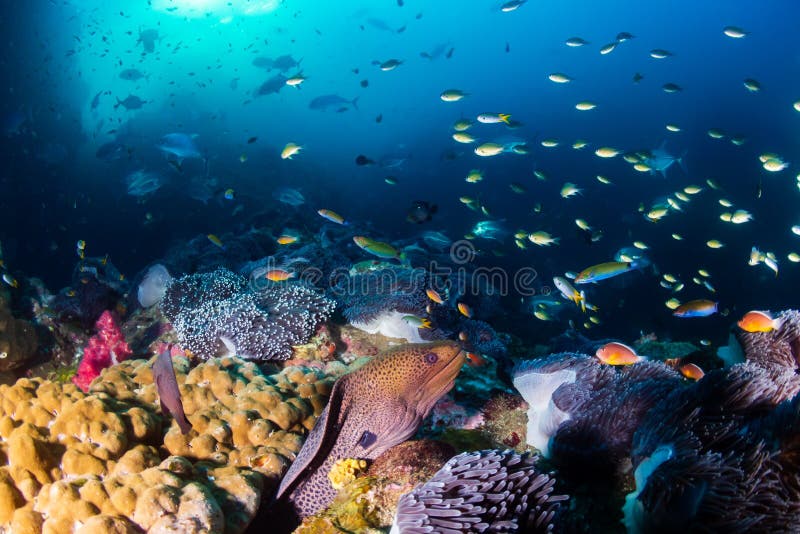 Giant Moray Eel Hiding on a Healthy, Colorful Coral Reef Stock Photo ...