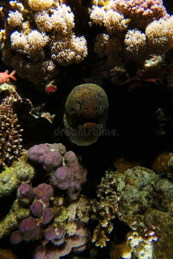 Giant Moray Eel Wait Inside the Dark Stock Photo - Image of ocean ...
